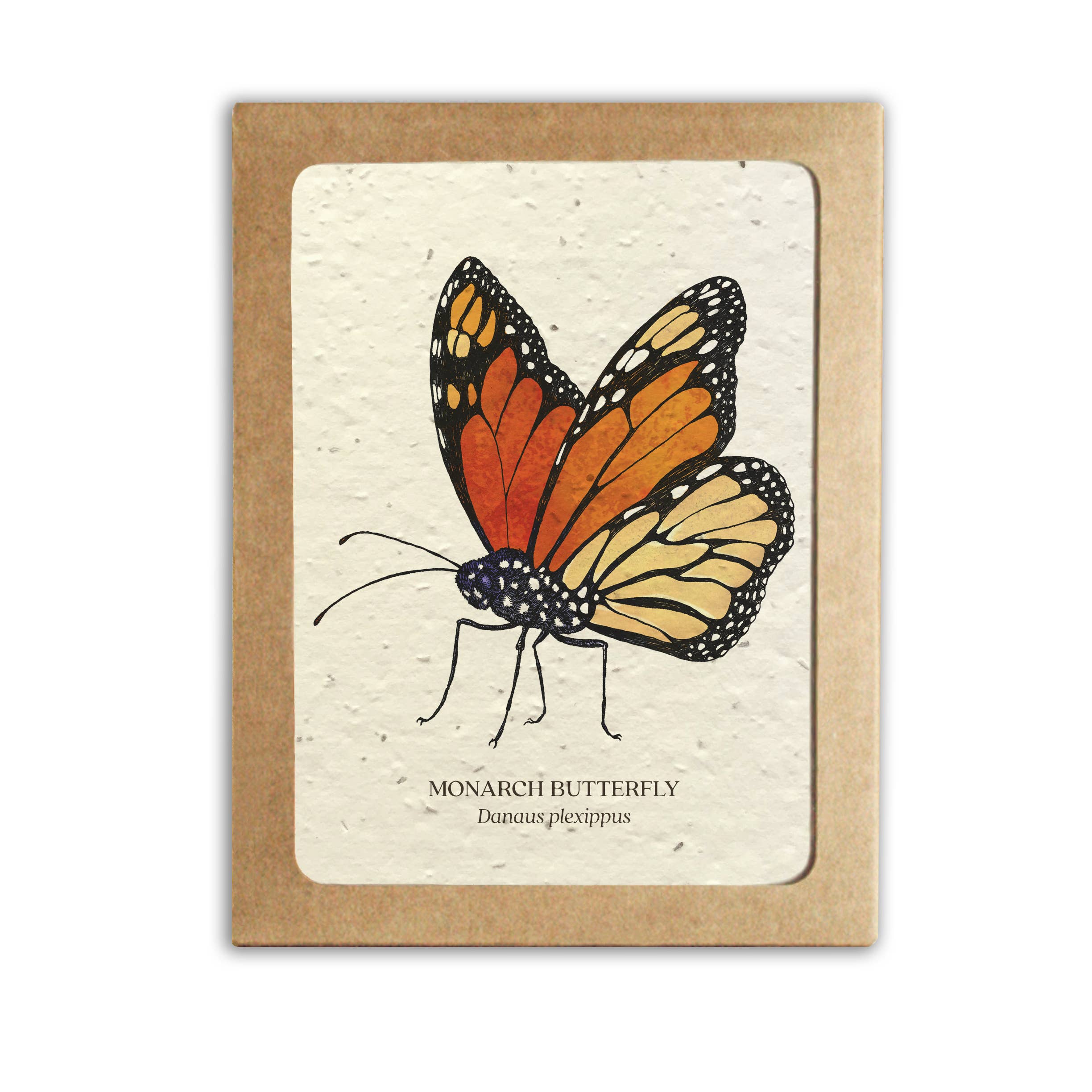 Insect Card Set – Merrymaker Fine Paper