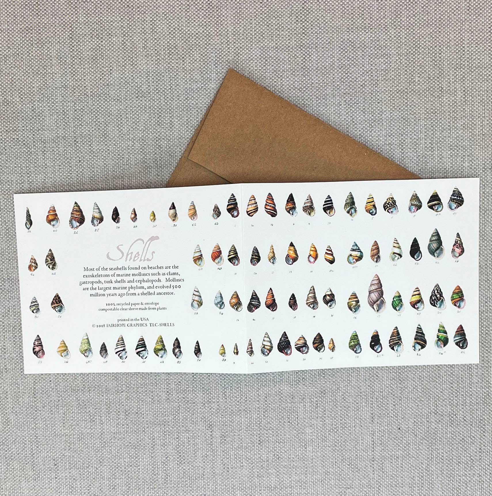 Shells Card – Merrymaker Fine Paper