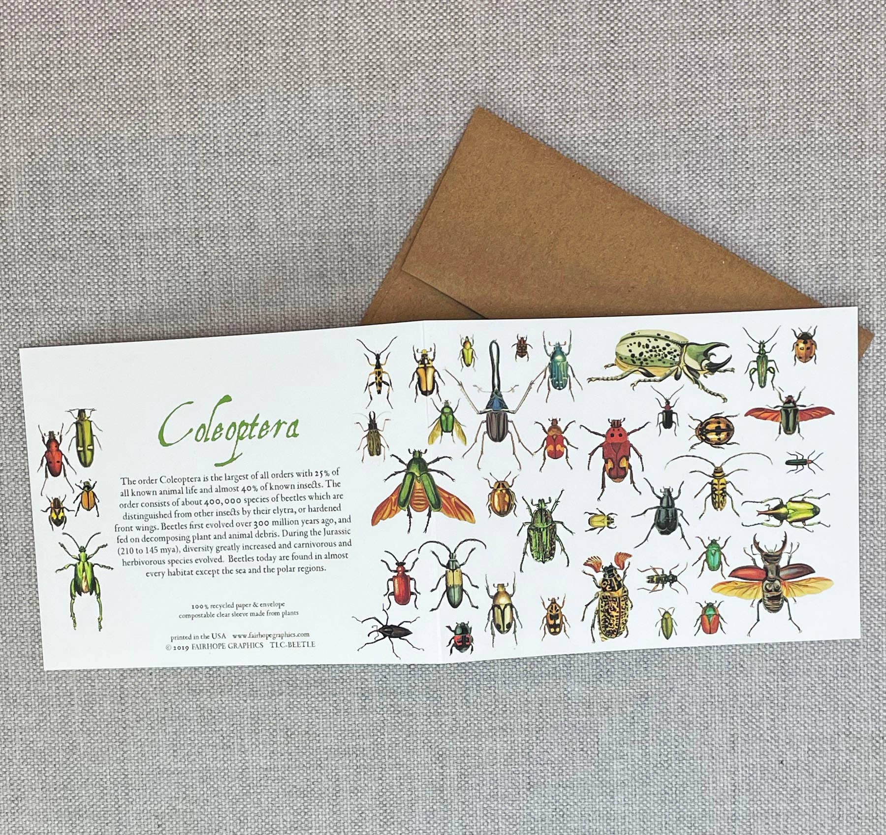 Beetles Card – Merrymaker Fine Paper